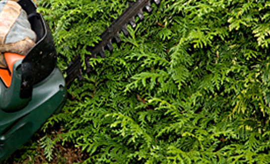 Okotoks and Calgary Hedge and Tree Trimming | DreamScapes - Residential ... Okotoks and Calgary Hedge and Tree Trimming | DreamScapes - Residential ...