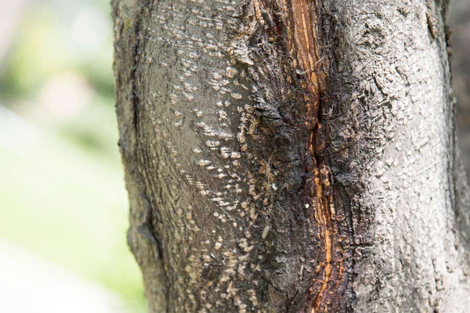 Black Knot Fungus | DreamScapes - Residential Landscape Services ...